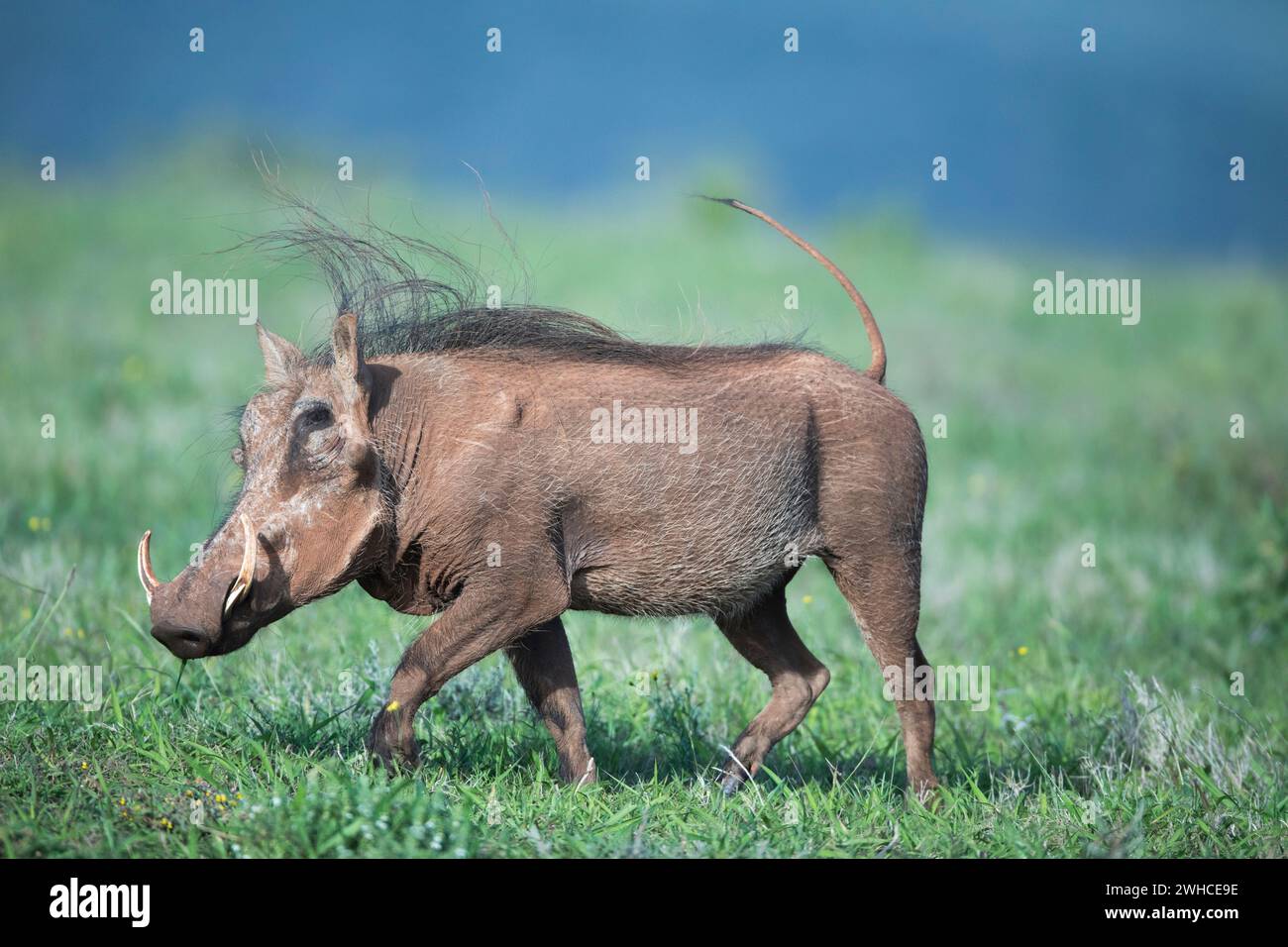 Addo Elephant National Park, Africa, Eastern Cape Province, South ...