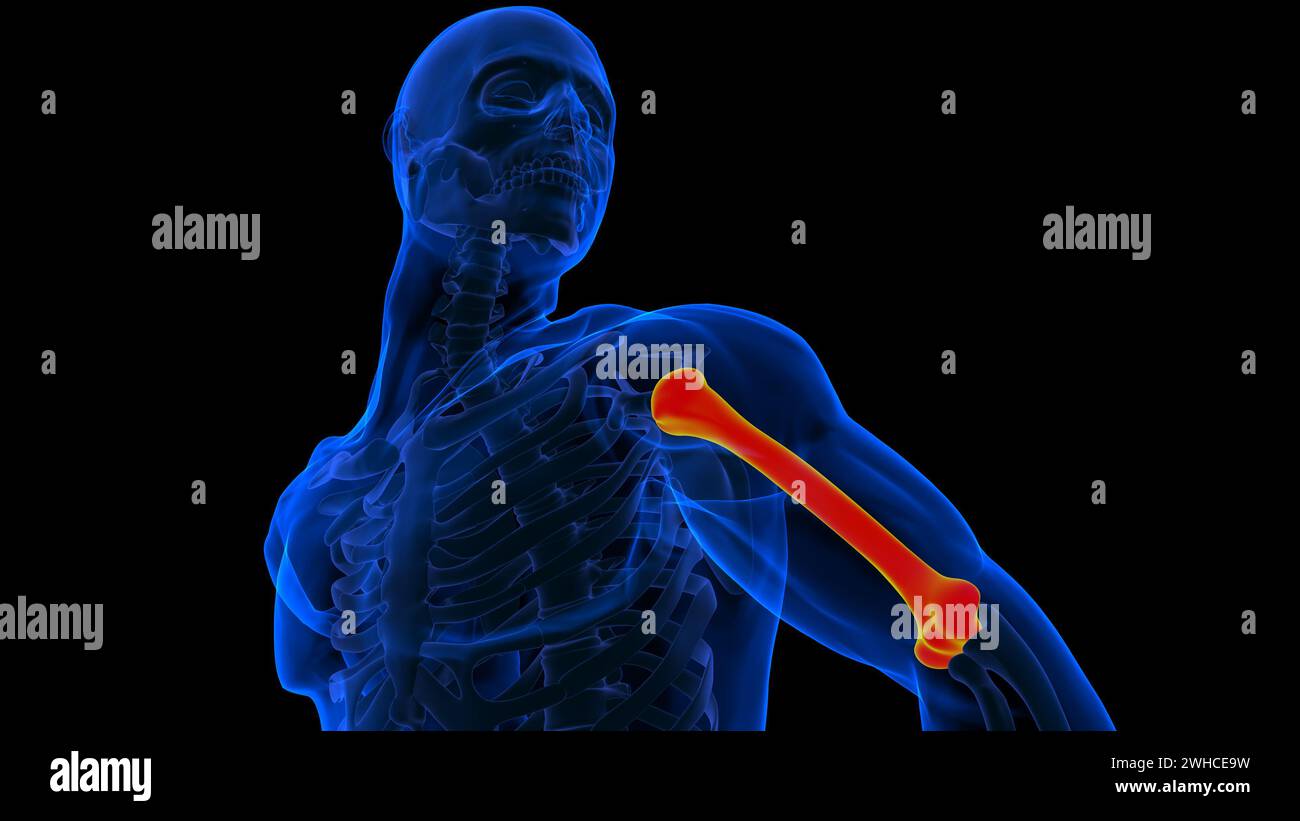 Human skeleton anatomy humerus bone 3D rendering for medical concept 3D ...