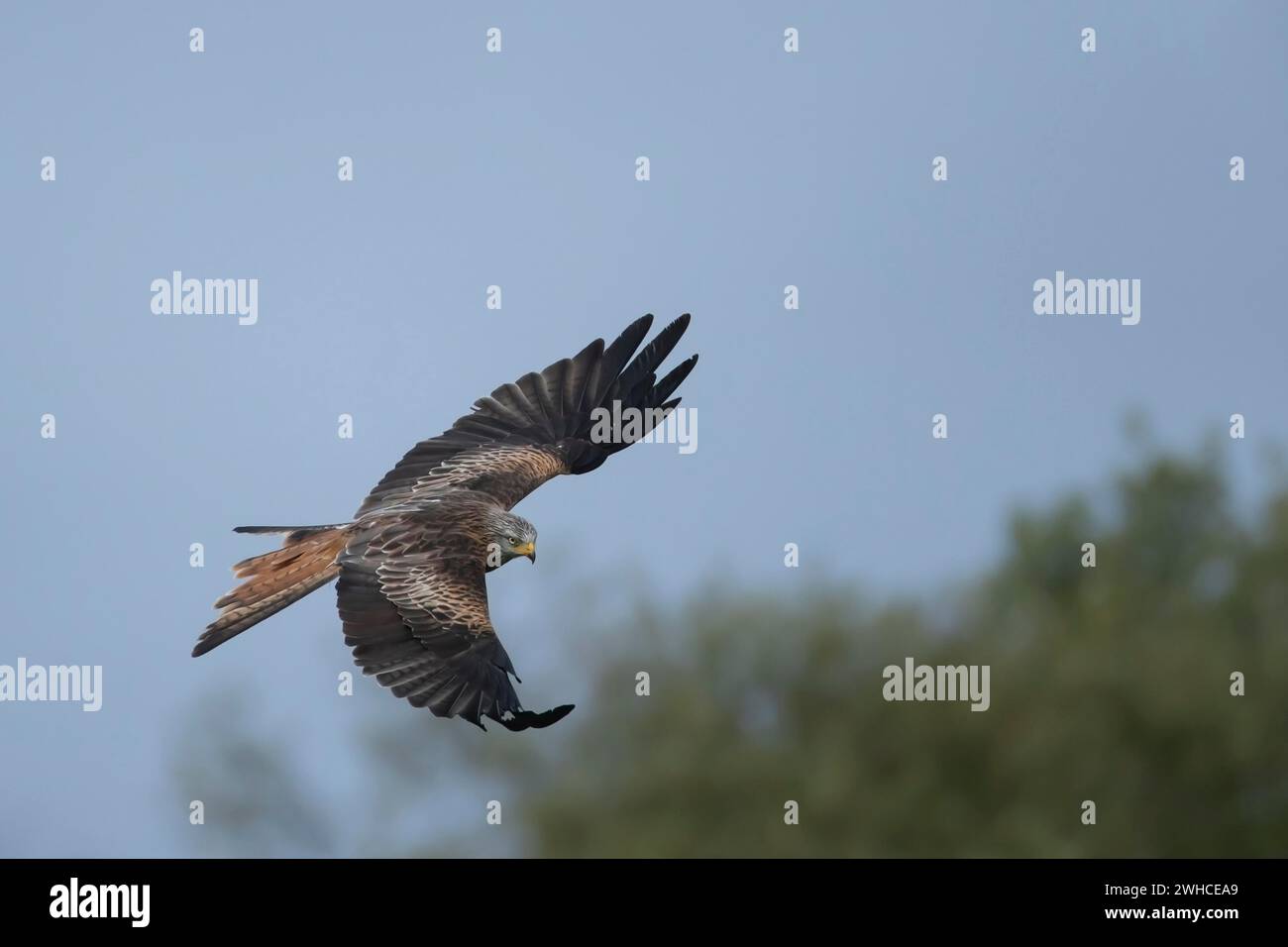 Red kite (Milvus milvus) adult bird in flight, Wales, United Kingdom ...