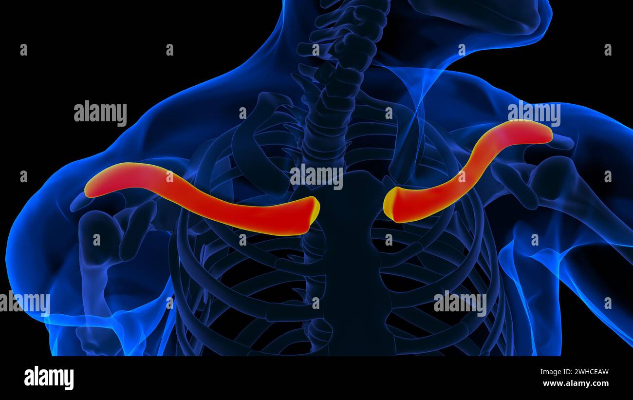 Human skeleton anatomy clavicle or collar bone 3D rendering for medical ...