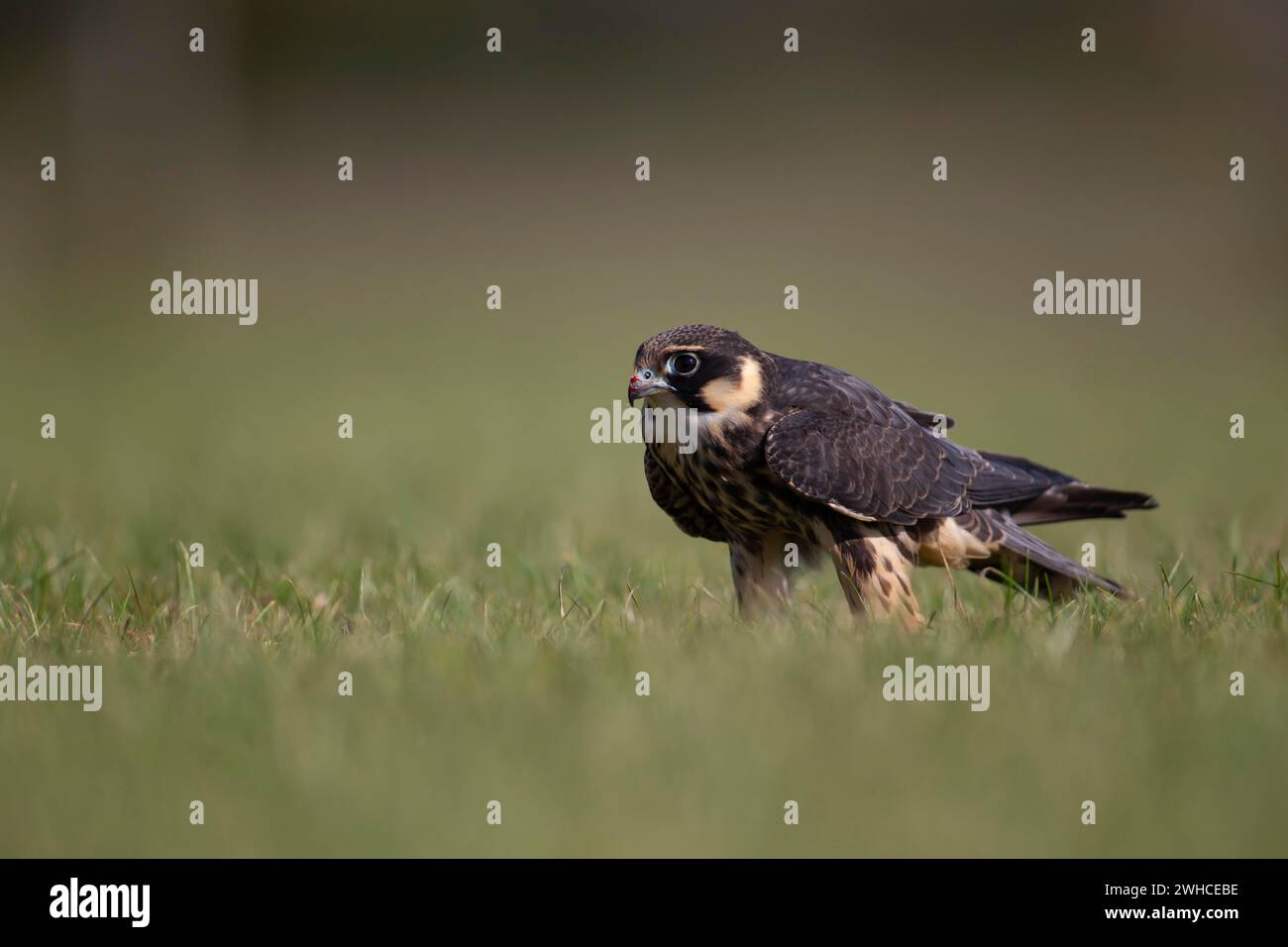 Hobby bird hi-res stock photography and images - Alamy