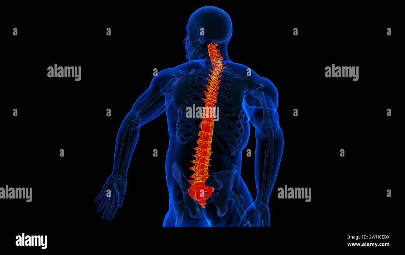 Human Skeleton Vertebral Column Vertebrae Anatomy 3D Illustration Stock ...