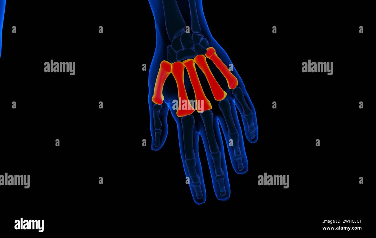 Human Skeleton hand metacarpals bone anatomy for medical concept 3D ...