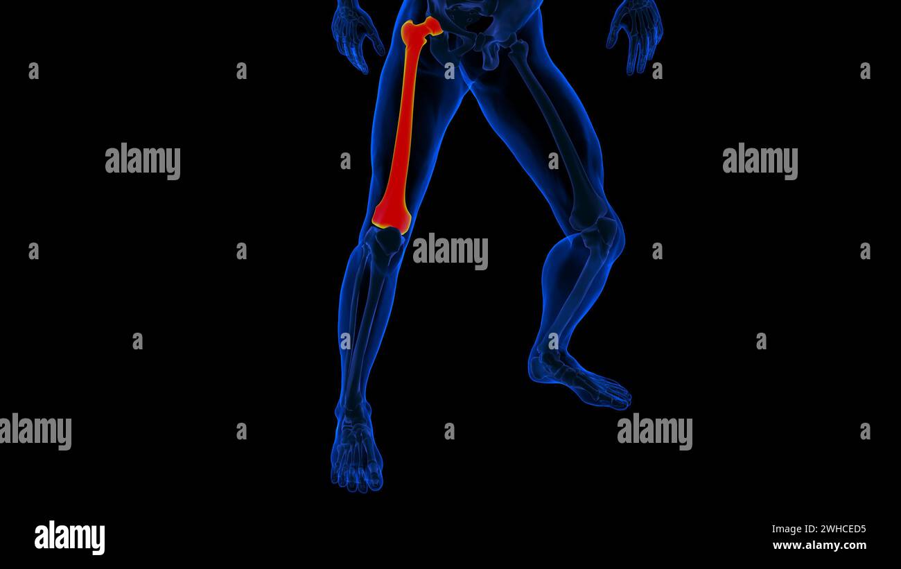 Human skeleton anatomy Femur Bone 3D Rendering For Medical Concept ...