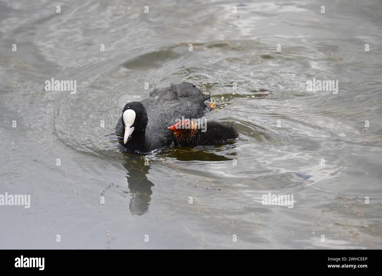 White grouse hi-res stock photography and images - Alamy