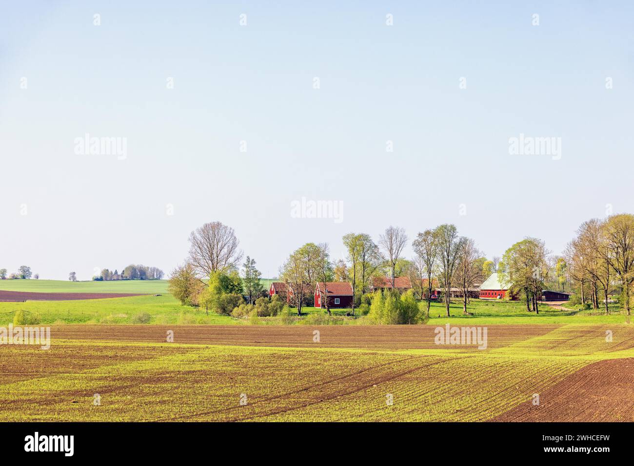 Green fields at a farm in the countryside in spring, Sweden Stock Photo ...