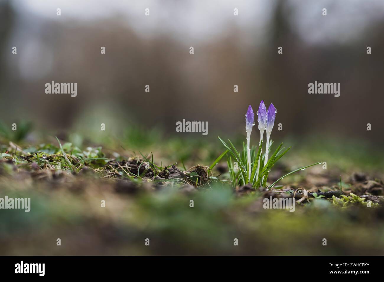Blooming purple crocuses in the rain hi-res stock photography and ...
