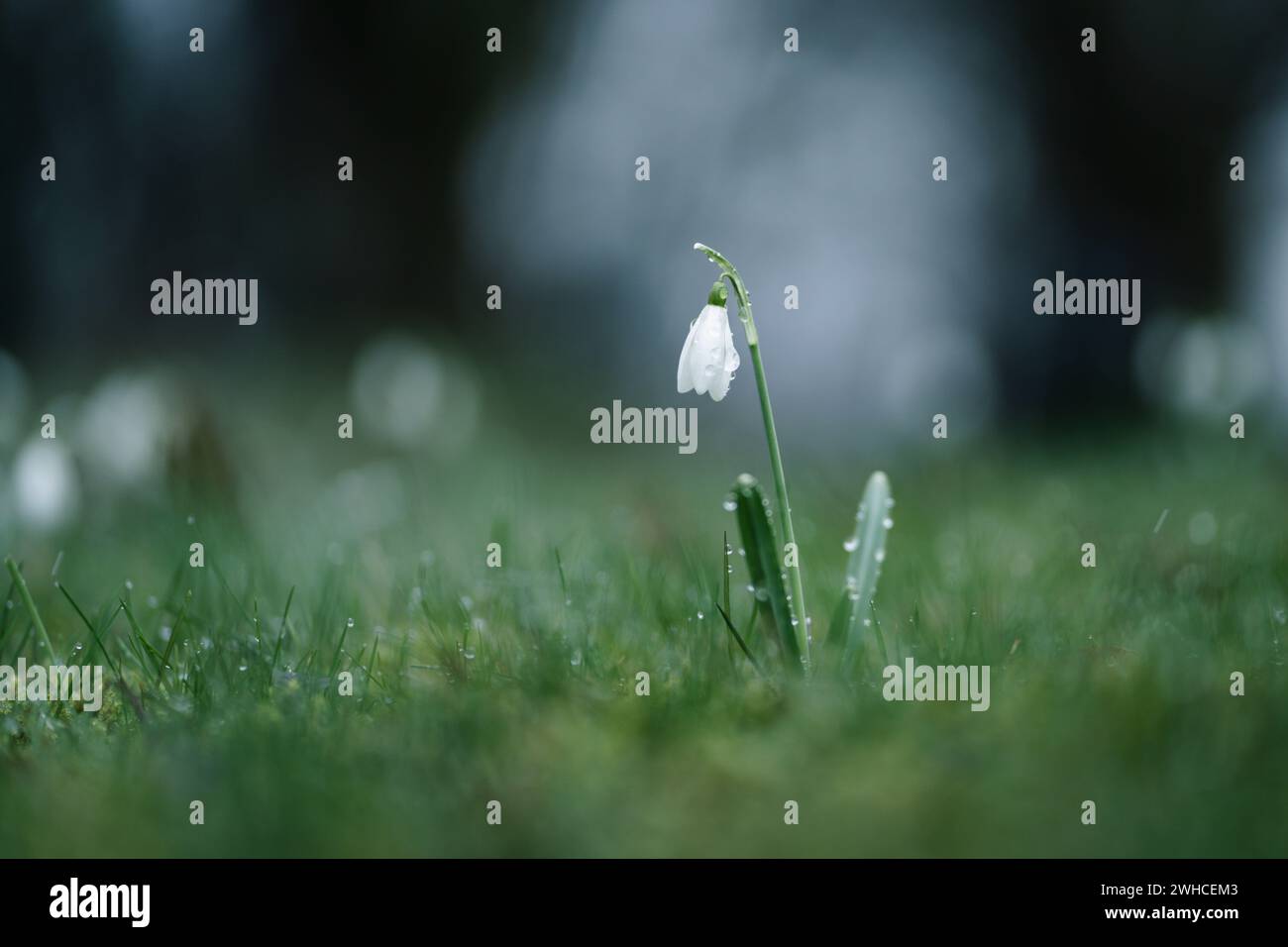 A snowdrop in bloom in the rain, raindrops on the flowers, perspective ...