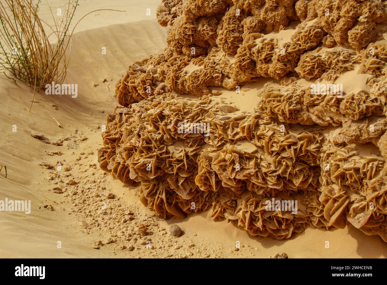 Large picturesque, natural, desert rose formation. Tunisia, Africa ...