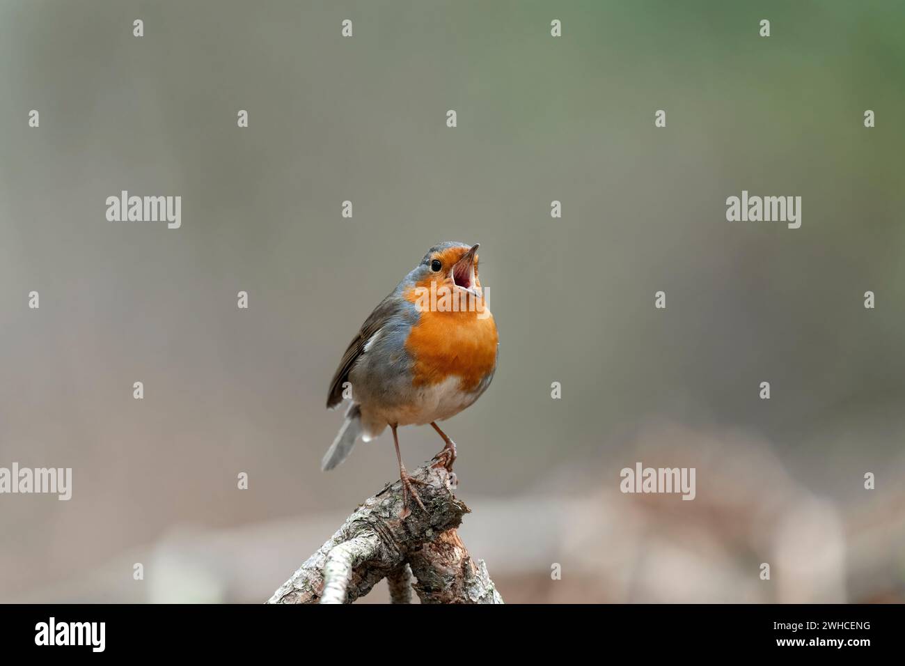 Robin singing on a branch, close up, in a forest, in Scotland Stock ...