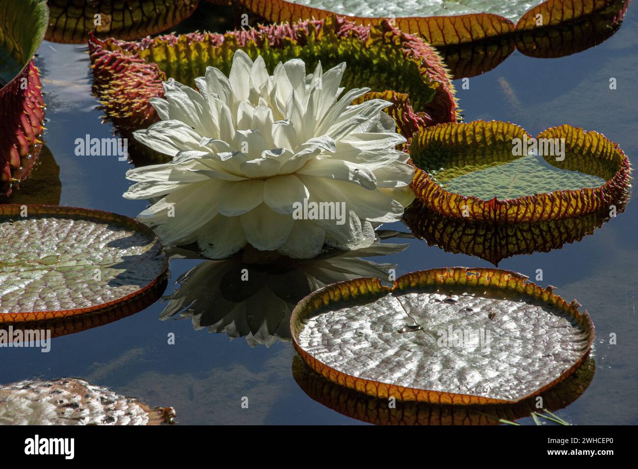 Victoria amazonica, known in Brazil as vitoria-regia, the second ...