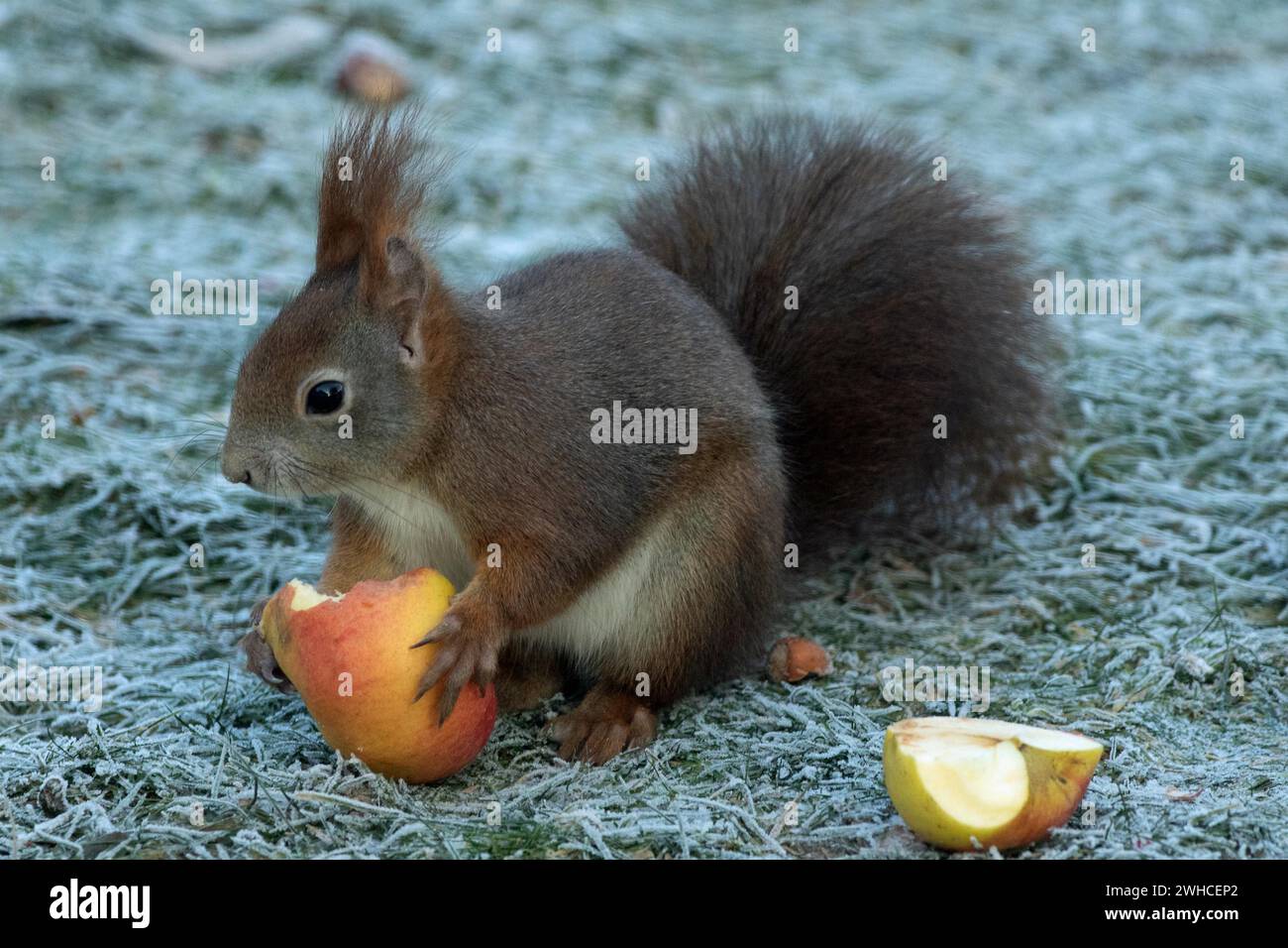 Squirrel holding apple in hands sitting in ripened grass looking left ...