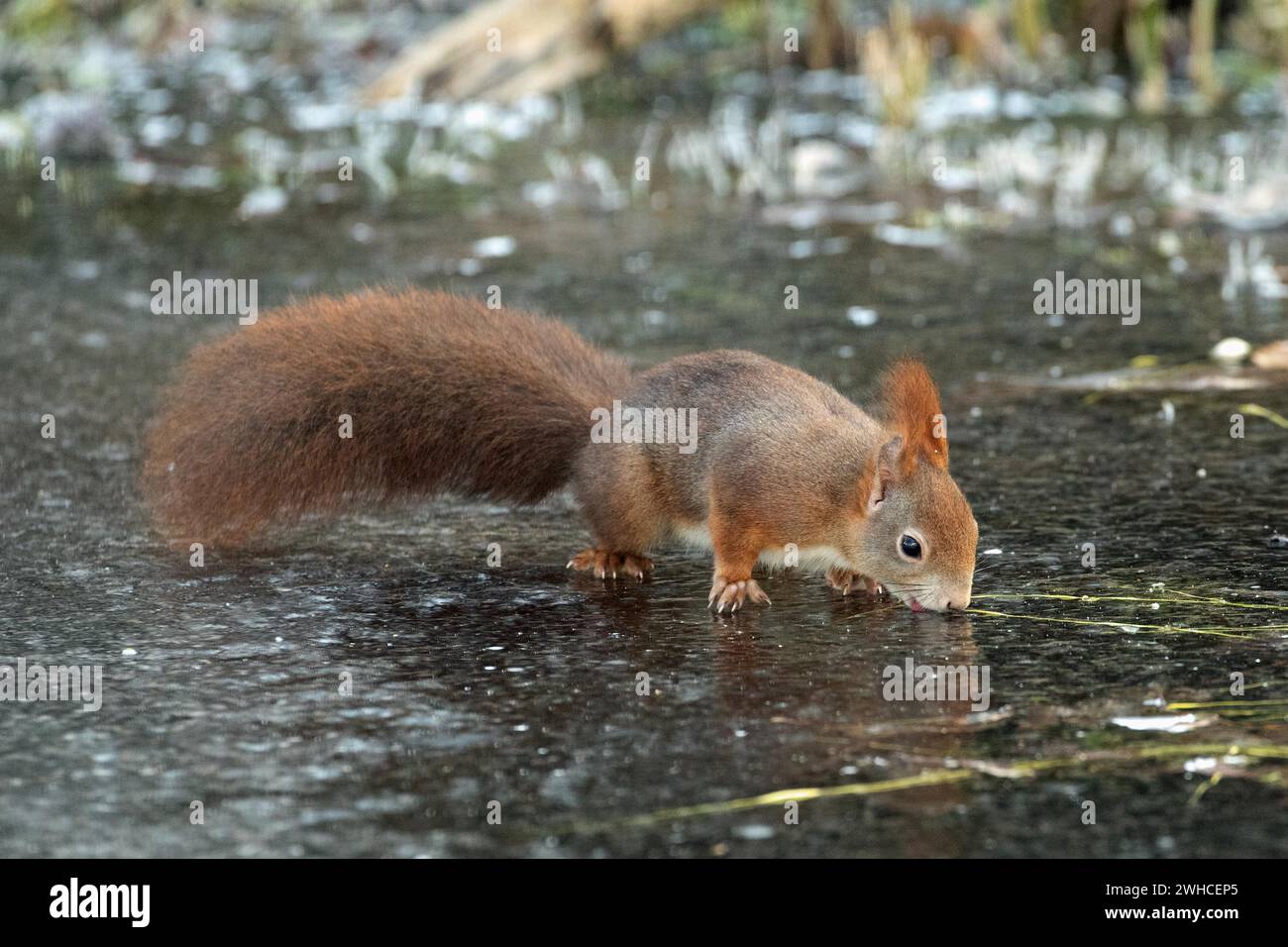 Squirrel with tongue sticking out standing on ice surface licking ...