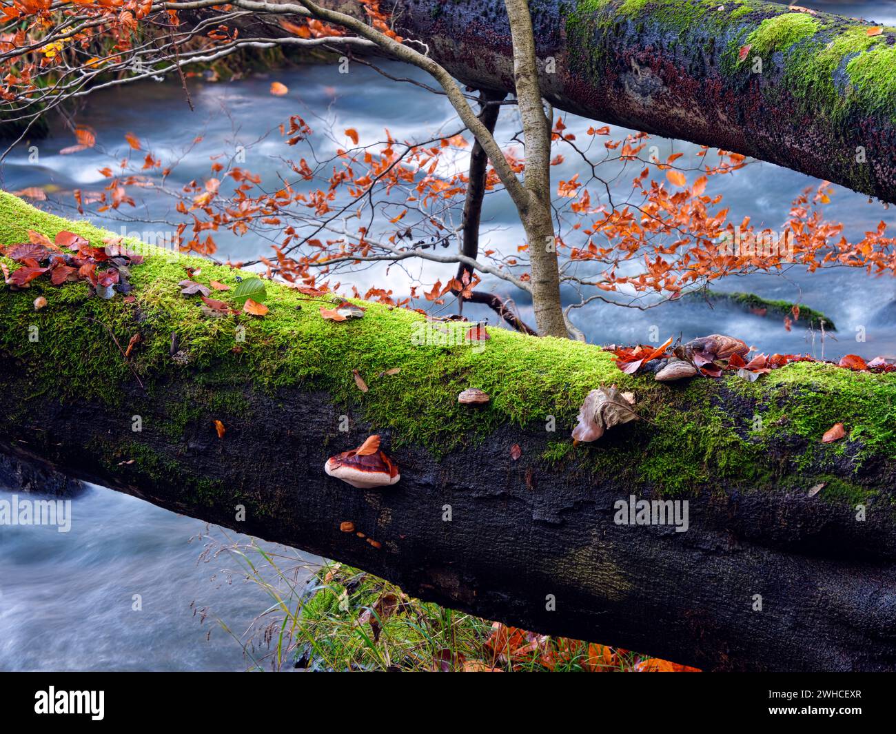 Aubach valley hi-res stock photography and images - Alamy