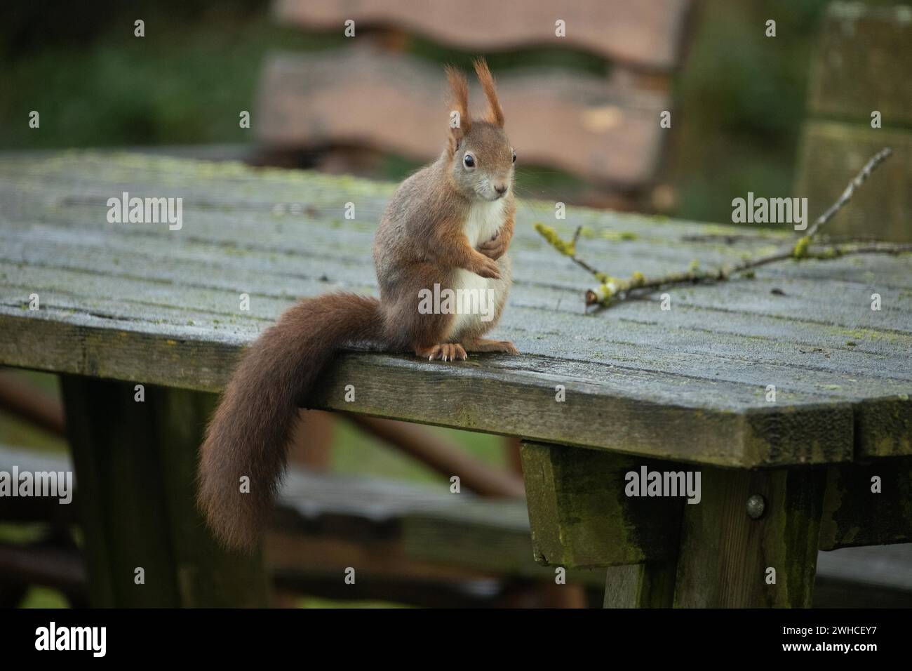 Squirrel standing on wooden table looking right Stock Photo - Alamy