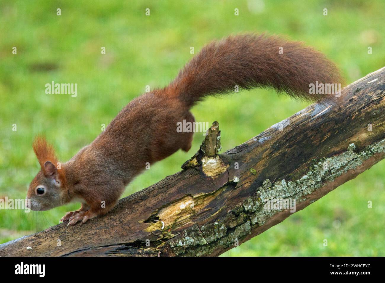 Jumping squirrel tree hi-res stock photography and images - Alamy