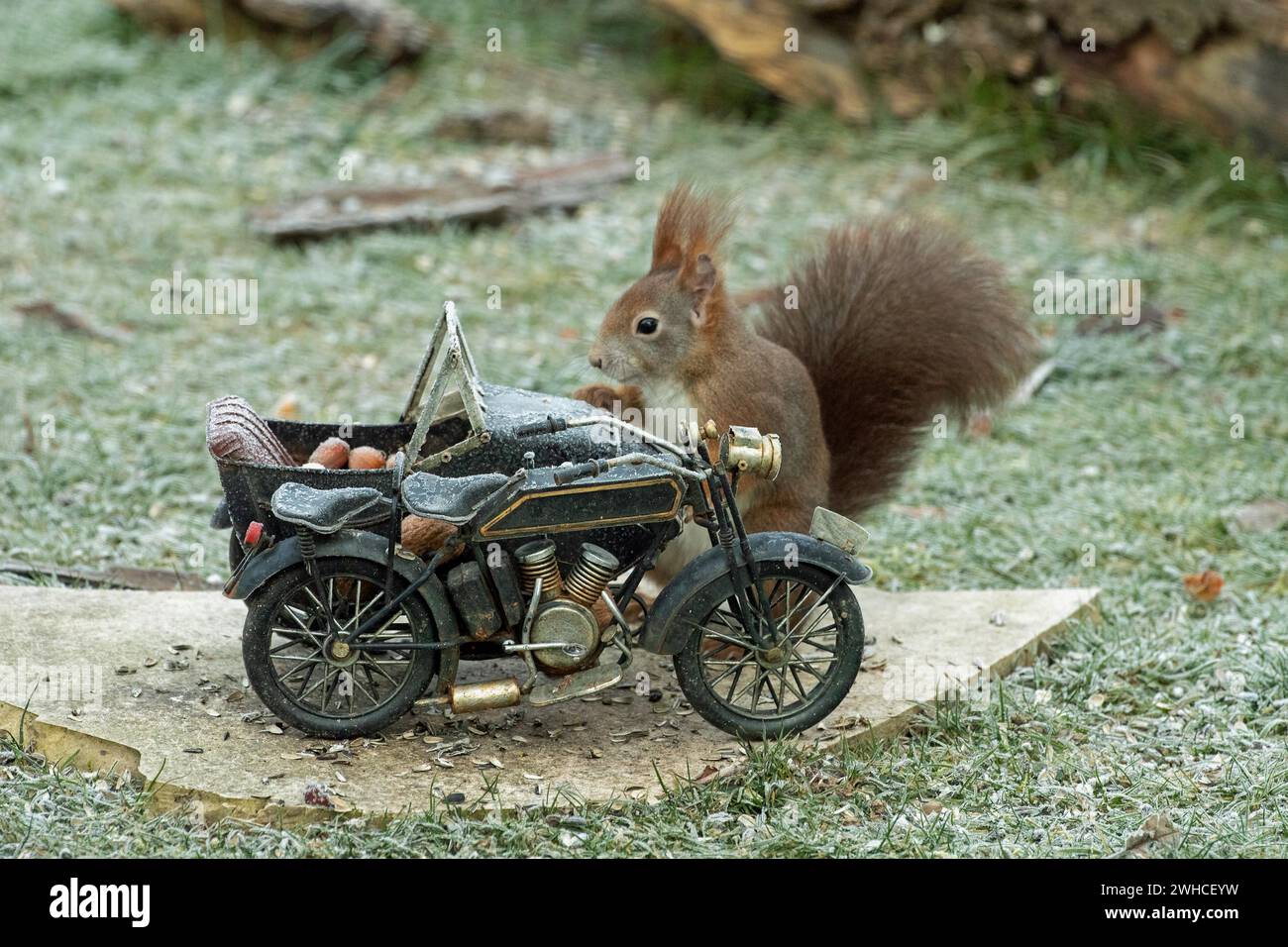 Squirrel on motorbike with food standing on stone slab in ripened grass ...