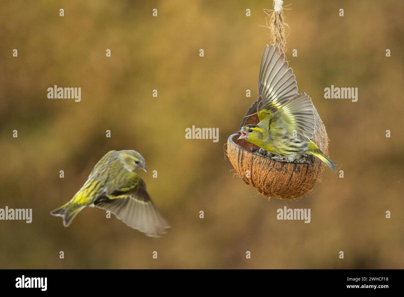 Siskin with open wings sitting on food dish on the left and greenfinch ...