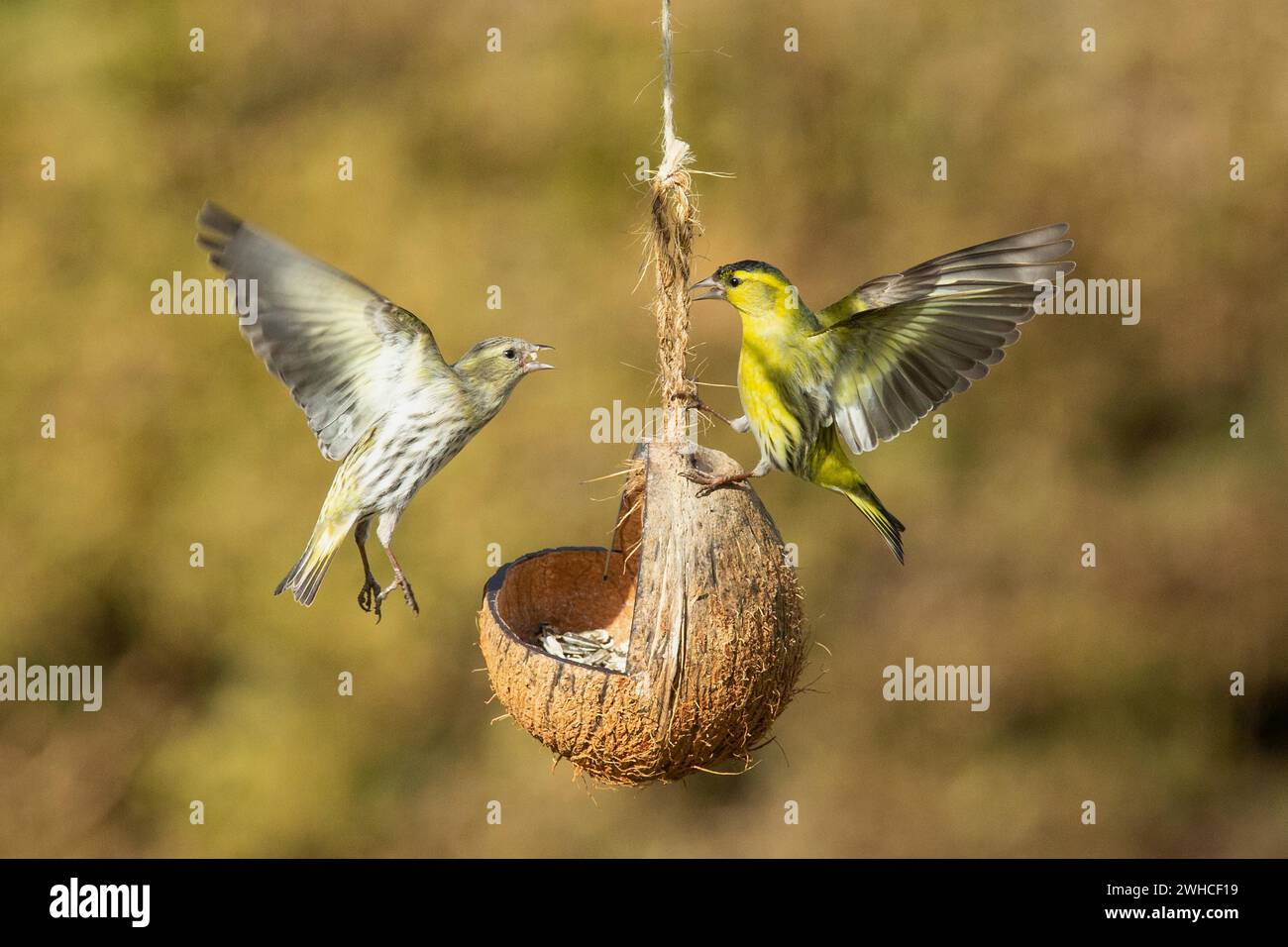 Siskin two birds with open wings flying towards each other in front of ...