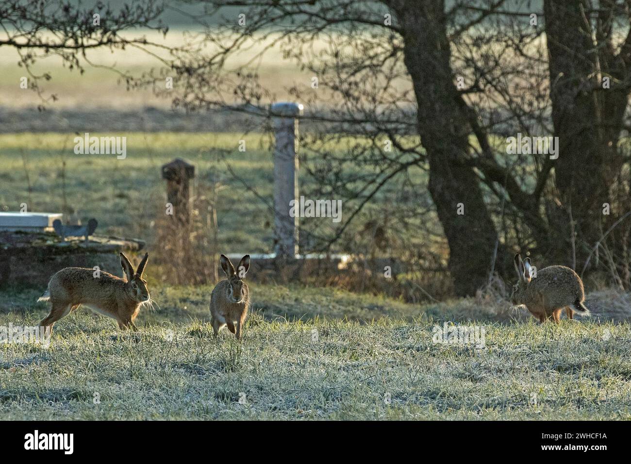 Three animals hi-res stock photography and images - Alamy