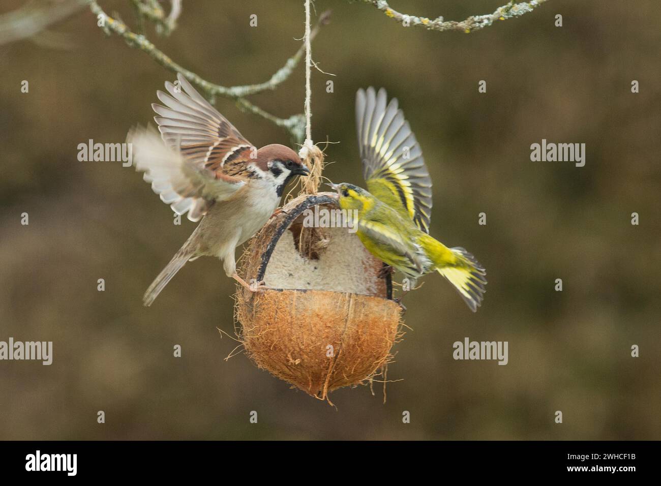 Siskin with open wings sitting on feeding dish on the left and tree ...