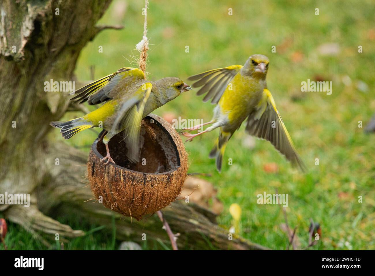 Two different birds in flight hi-res stock photography and images - Alamy
