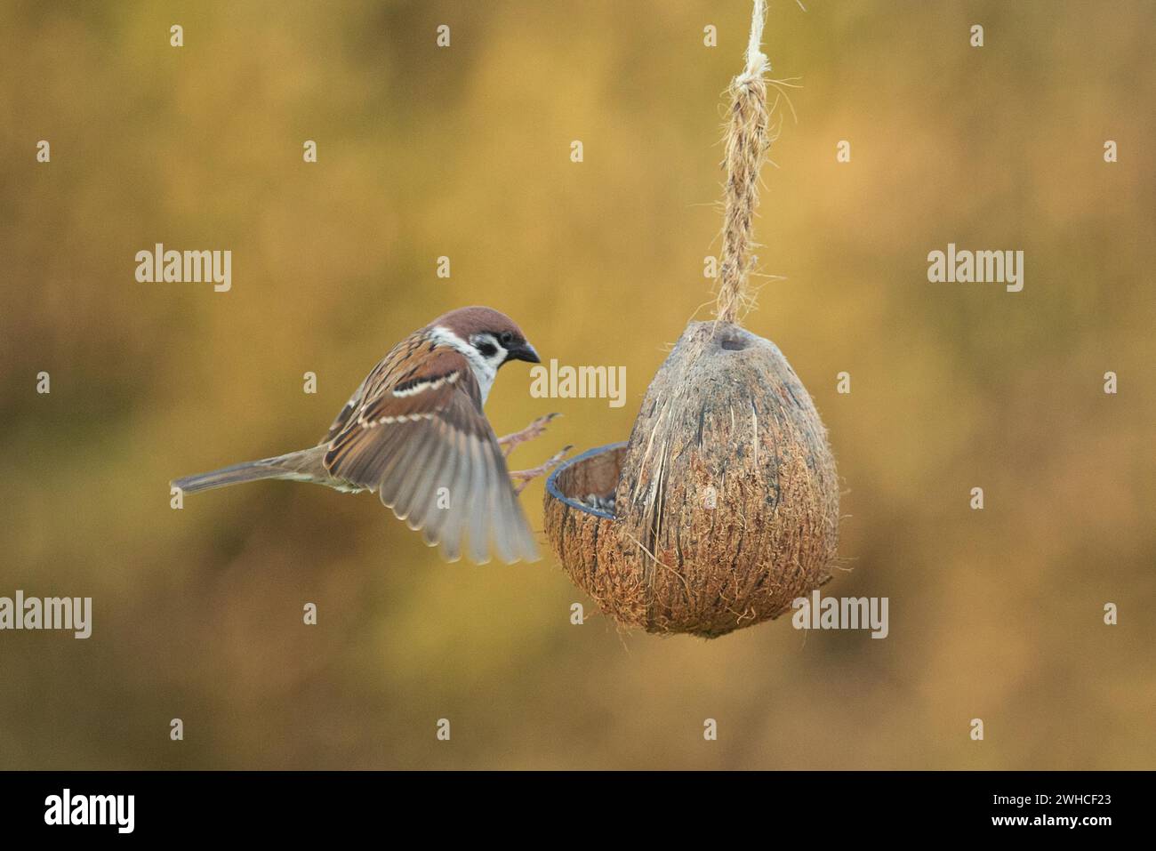 Tree sparrow with open wings approaching feeding dish, looking right ...