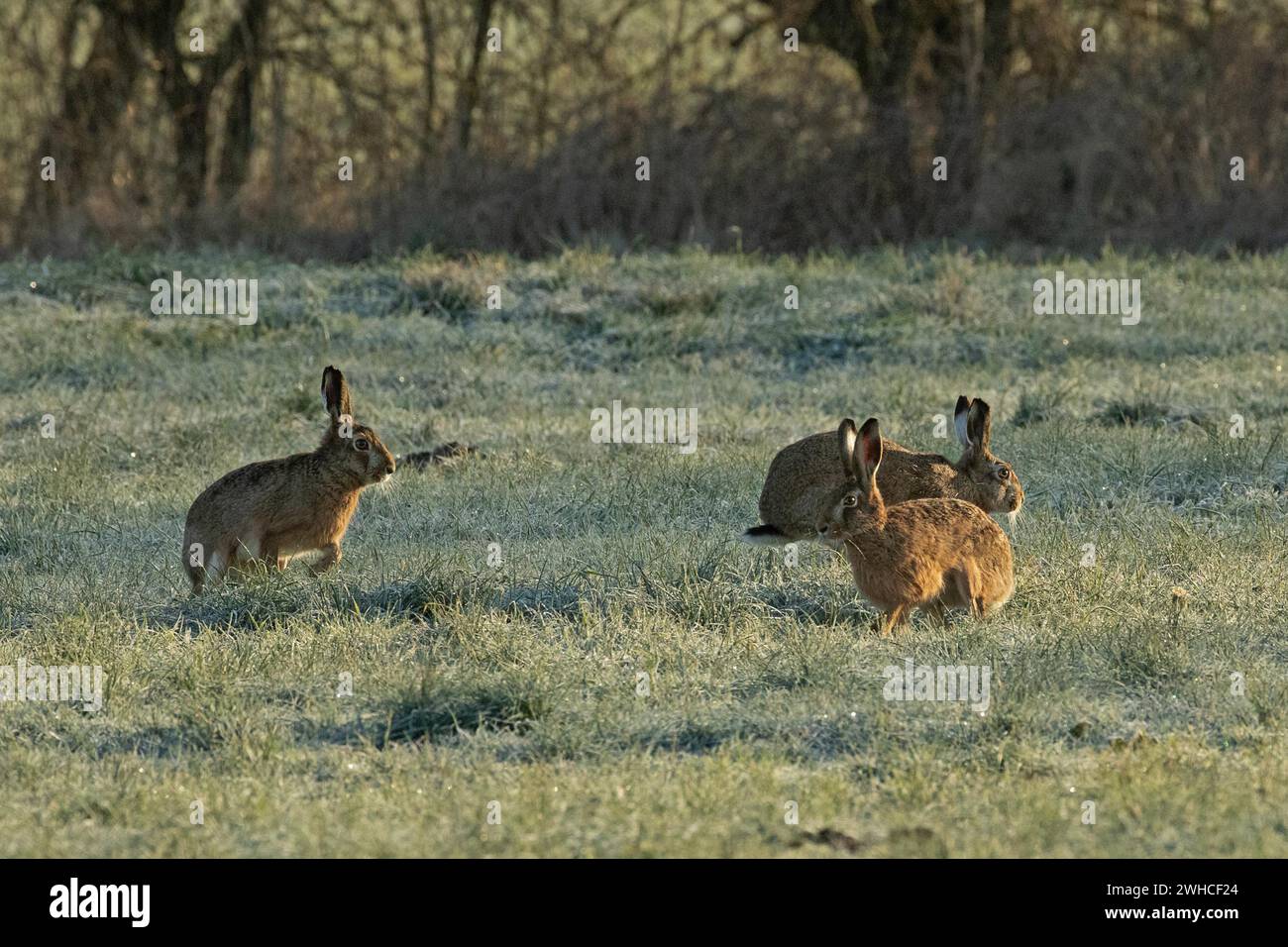 Brown hare three animals standing next to each other in a mature meadow ...