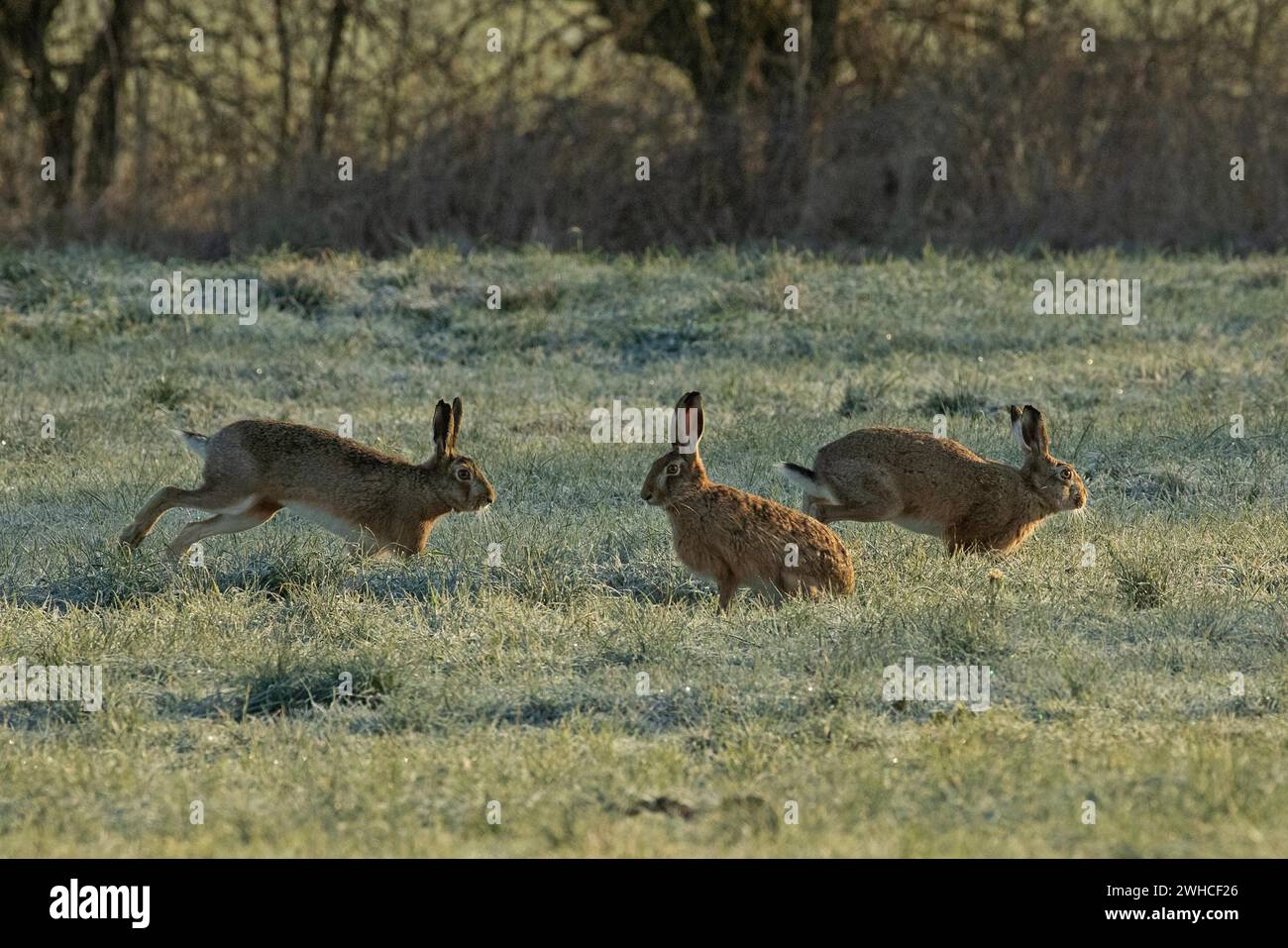 Brown hare three animals standing next to each other in a meadow ...
