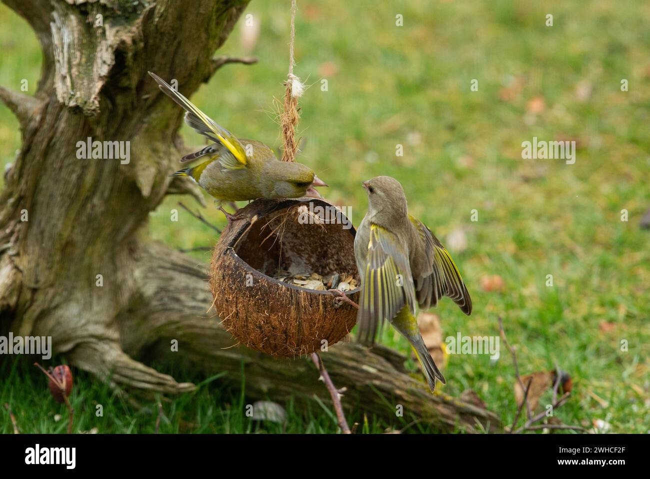 Birds fight for food hi-res stock photography and images - Alamy