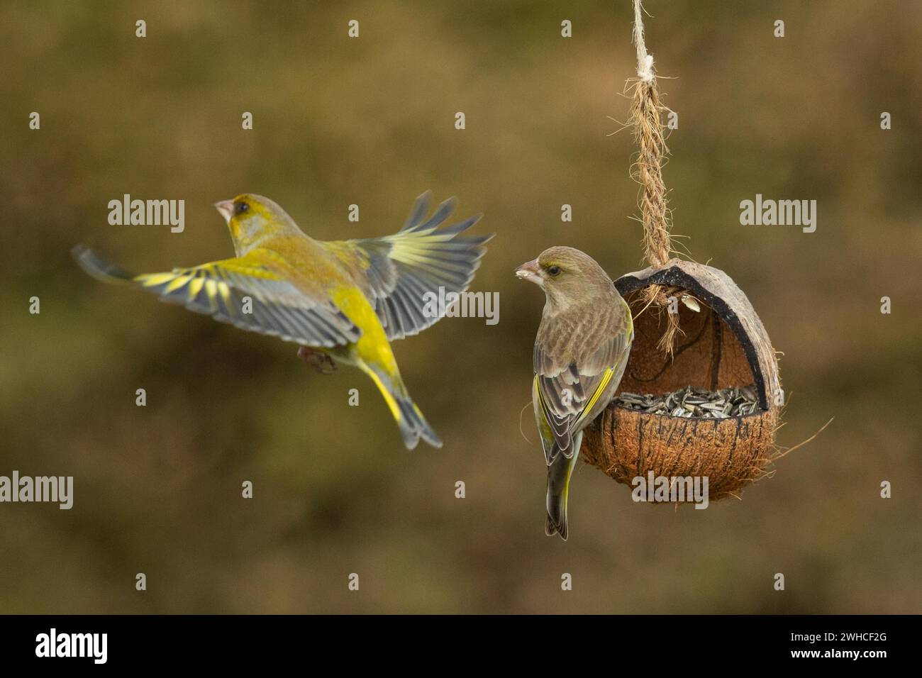 Greenfinch two birds with open wings sitting at feeding dish and flying ...