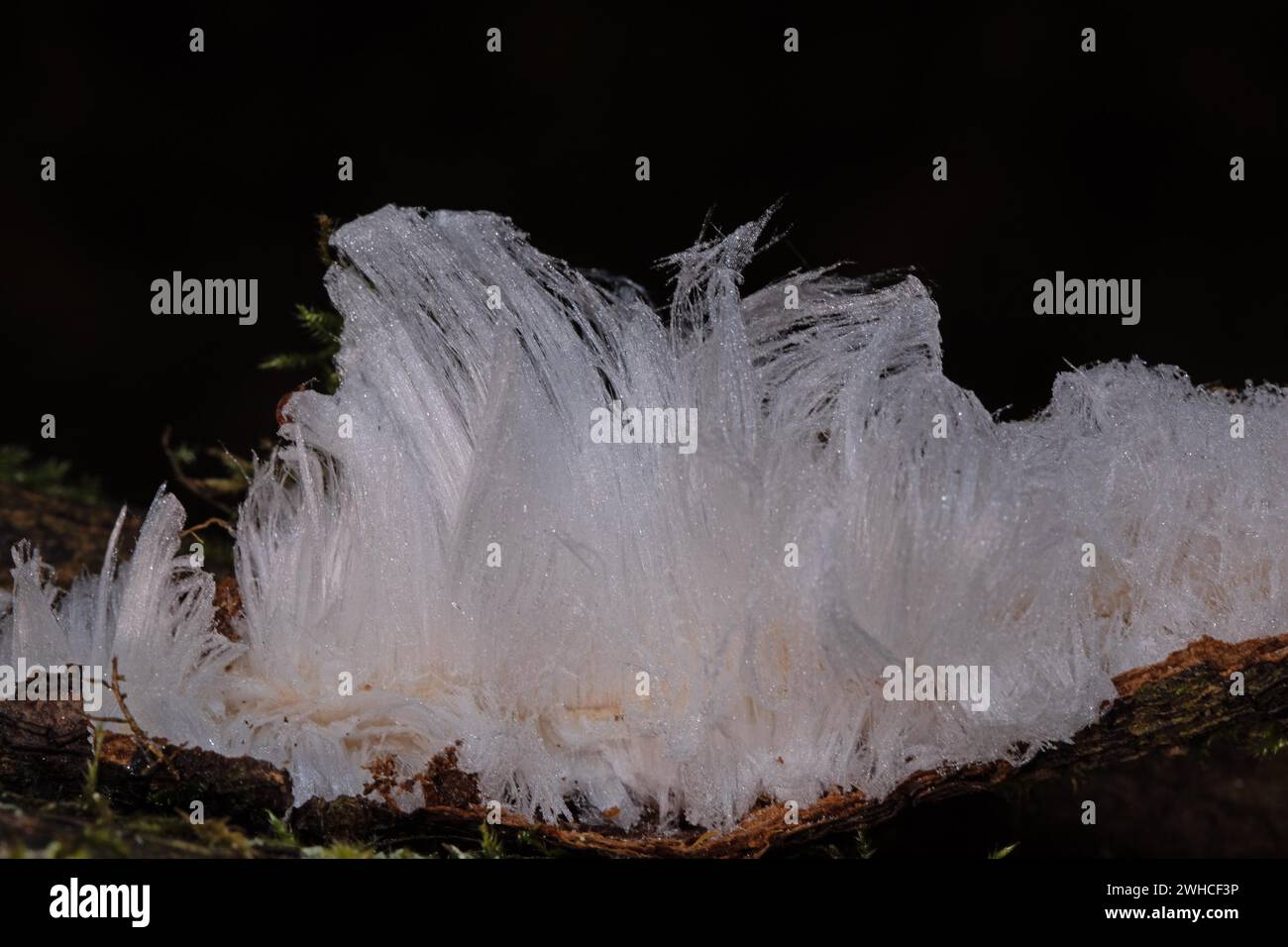 Hair ice fruiting bodies white wavy ice needles on tree trunk Stock ...