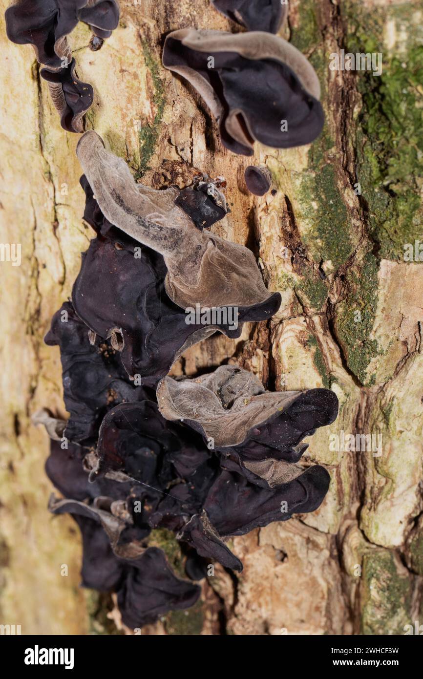 Judas ear several ear-shaped brown fruiting bodies on top of each other ...