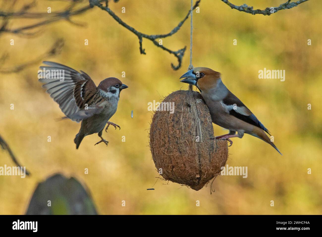 Hawfinch with food in beak sitting on food dish on the left and tree ...