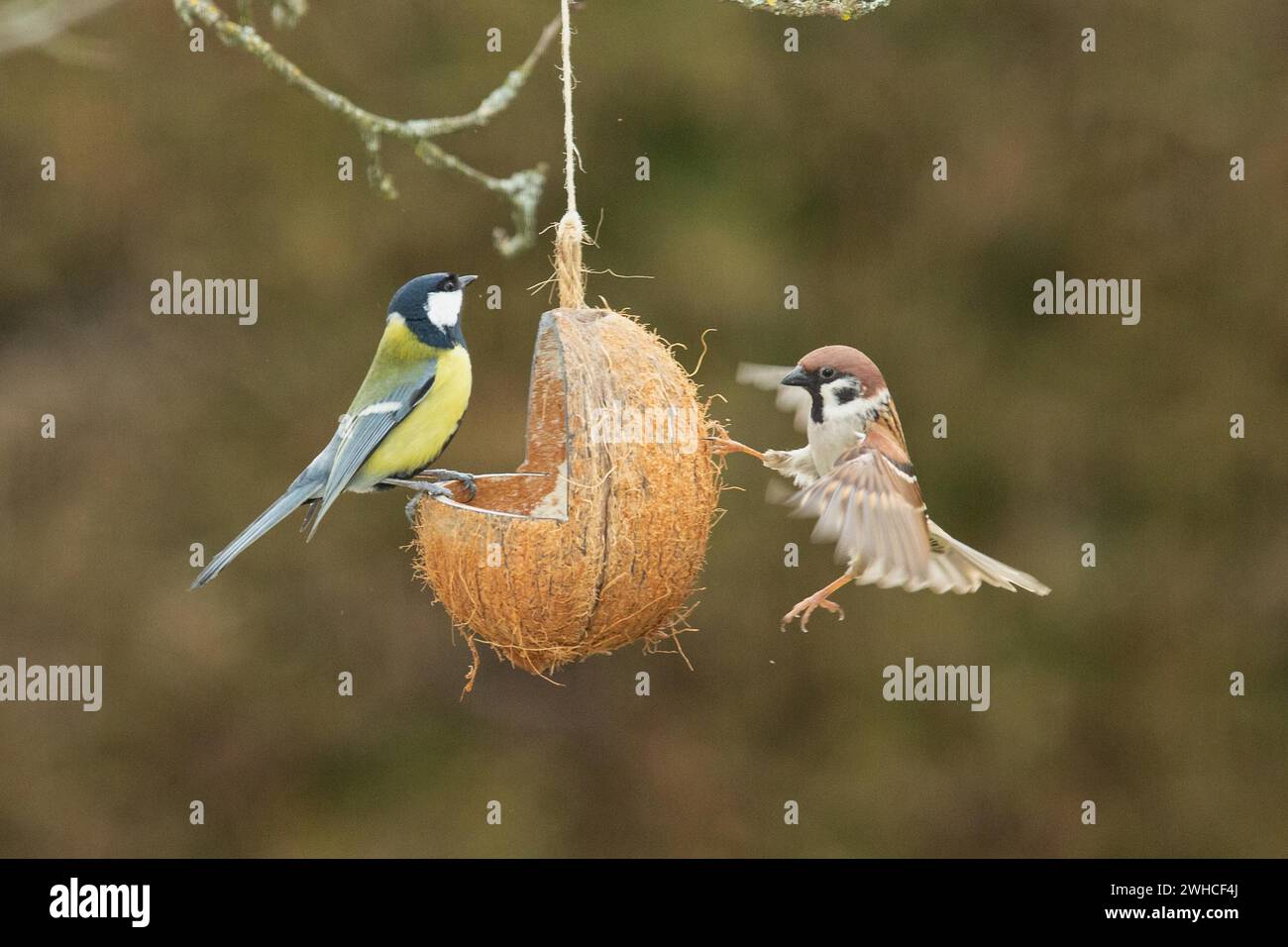 Great tit sitting on food dish on the right and tree sparrow with open ...