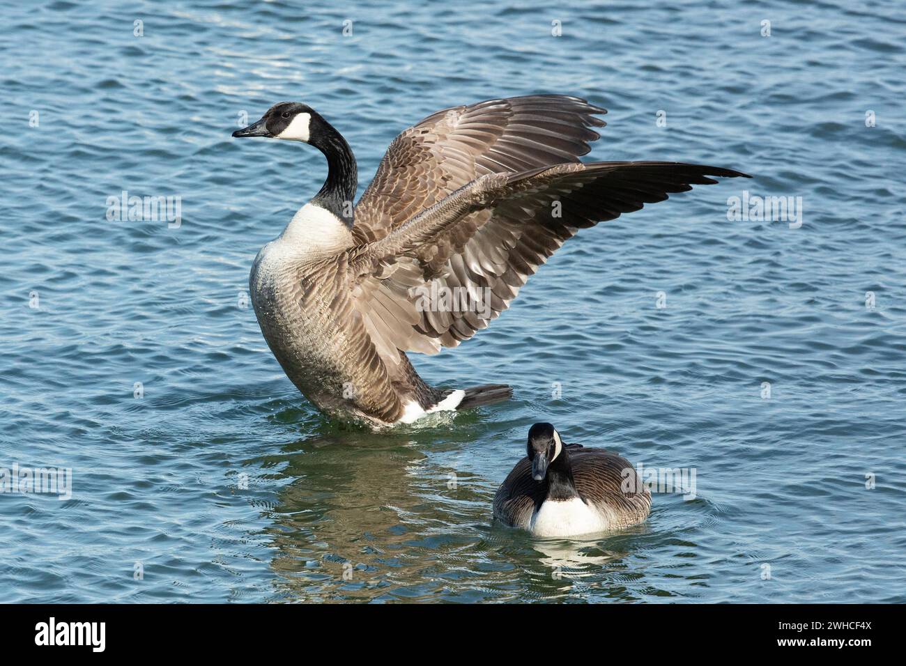 Canada goose two birds with open wings swimming side by side in water ...