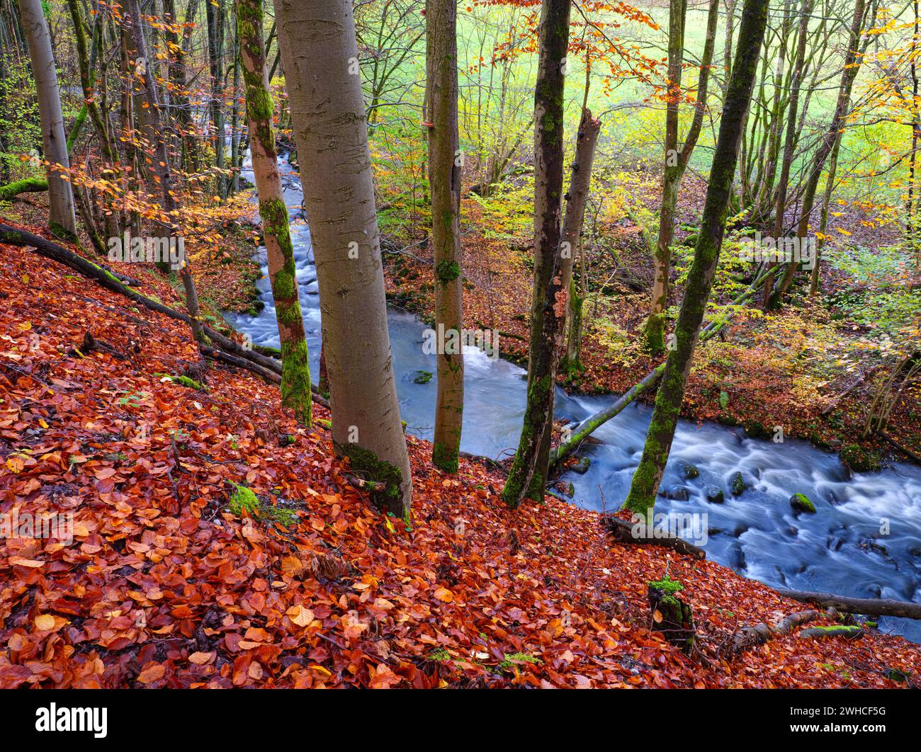 Aubach in the colorful autumn forest hi-res stock photography and ...
