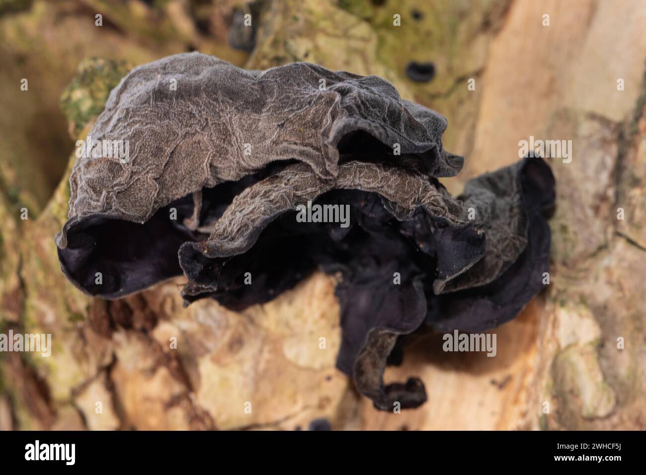 Judas ear three ear-shaped brown fruiting bodies next to each other on ...