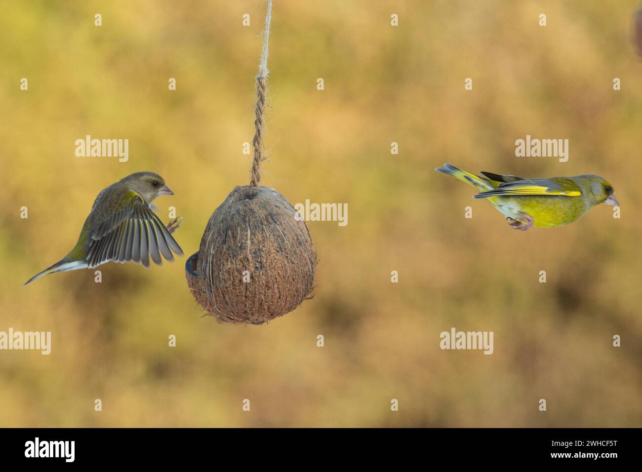 Greenfinch two birds with open wings approaching feeding bowl looking ...