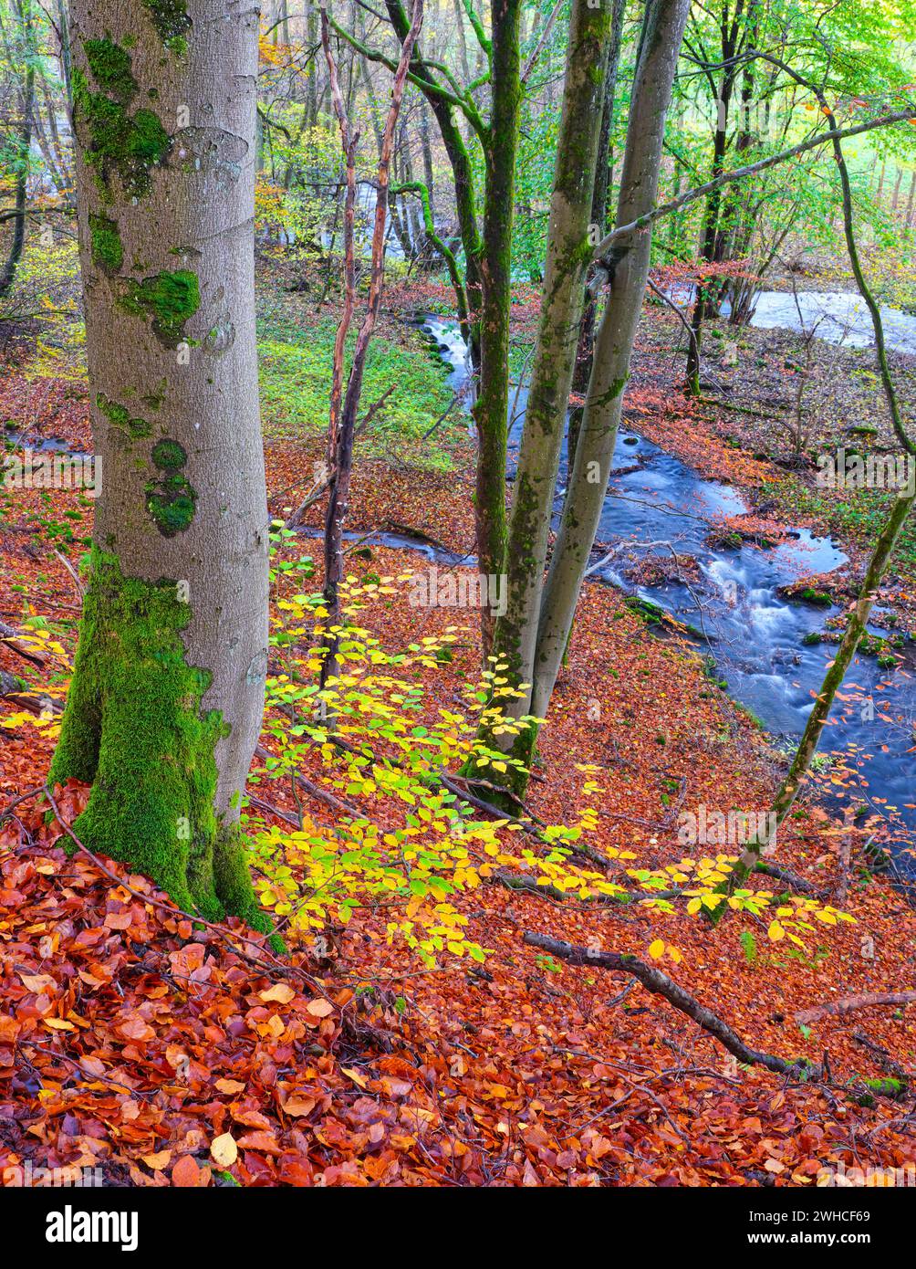 Aubach in the colorful autumn forest hi-res stock photography and ...