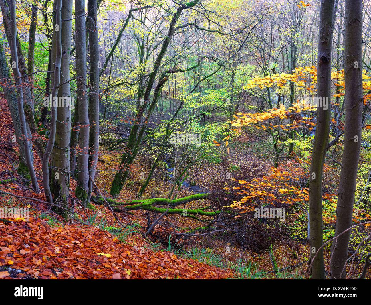 Europe, Germany, Hesse, Central Hesse, Lahn-Dill-Bergland Nature Park ...