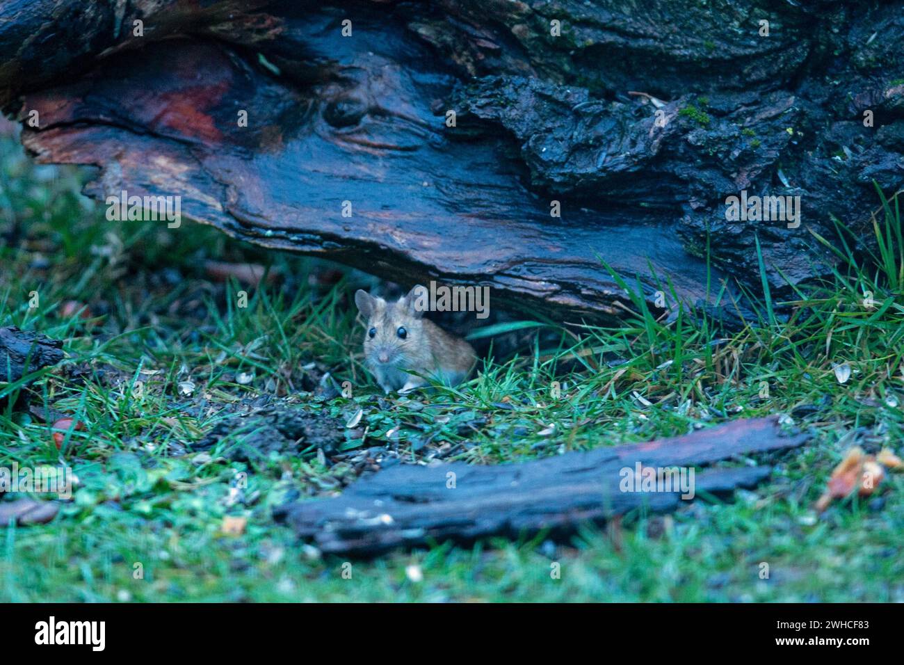 Wood mouse standing in green grass looking down in front of tree trunk ...