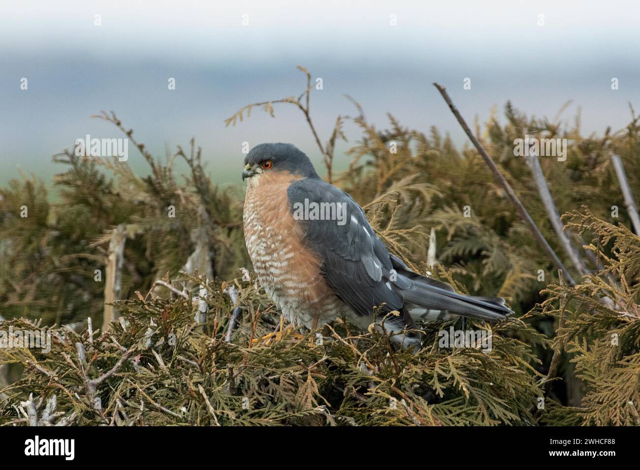 Male sparrowhawk sitting in garden hedge looking left against blue sky ...