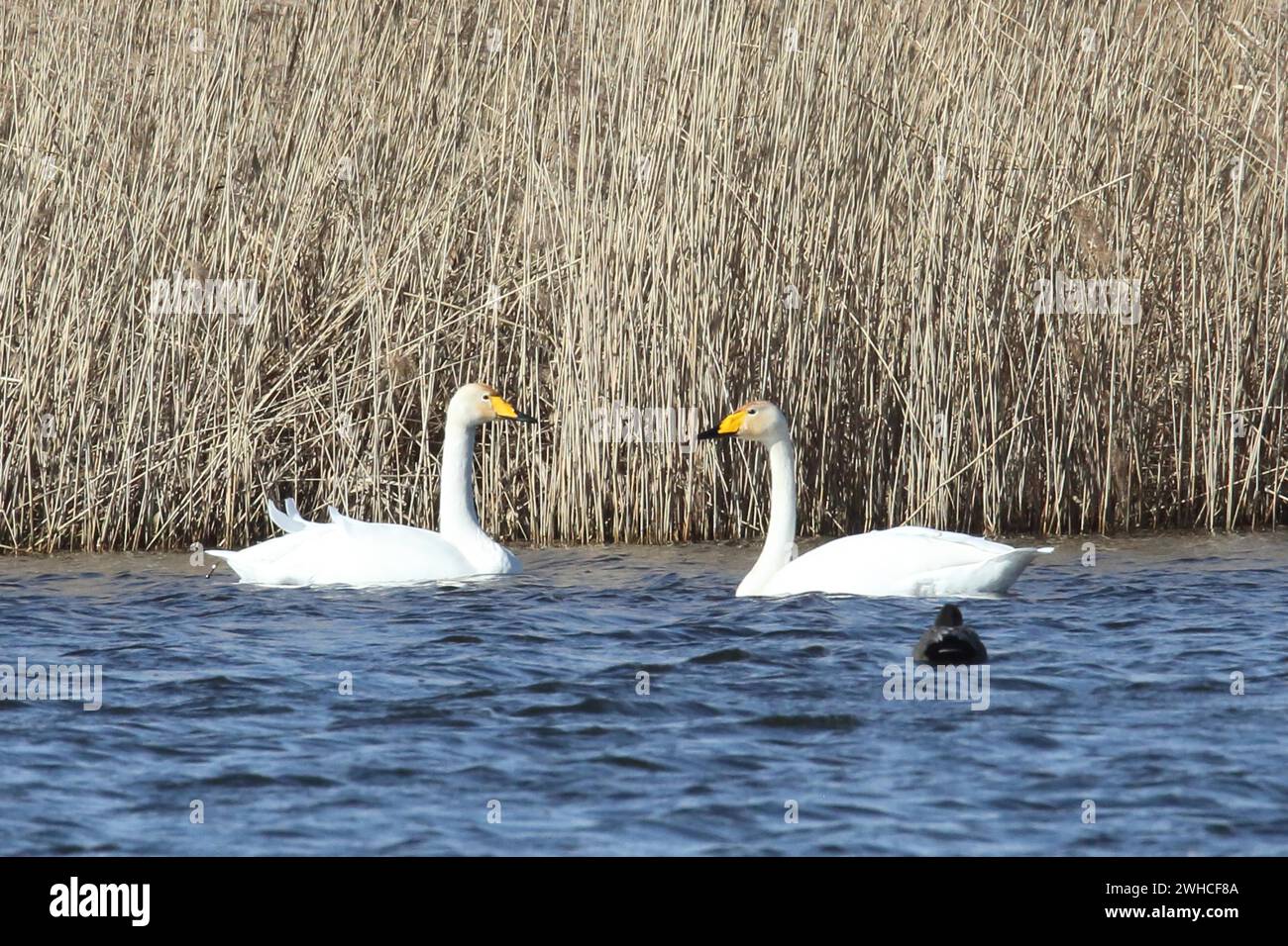Whooper swan two birds swimming side by side in water facing each other ...