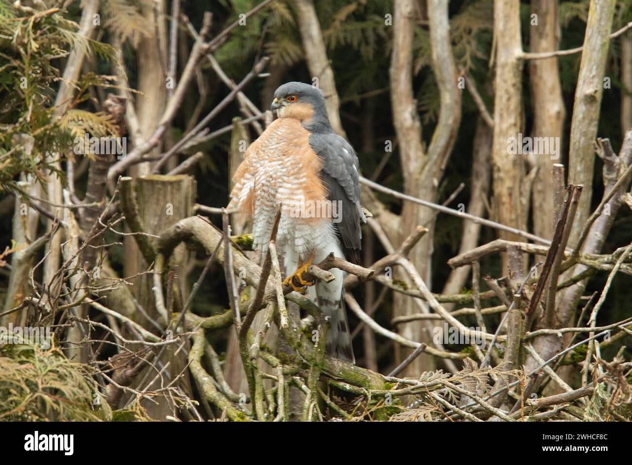 Male sparrowhawk sitting in garden hedge looking left Stock Photo - Alamy