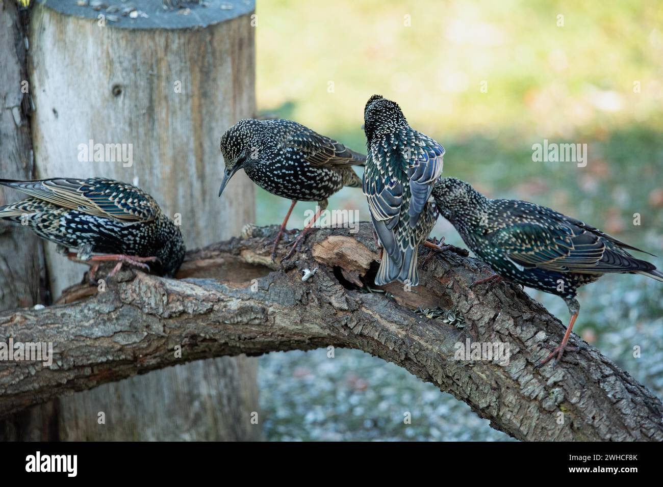 Four birds hi-res stock photography and images - Alamy