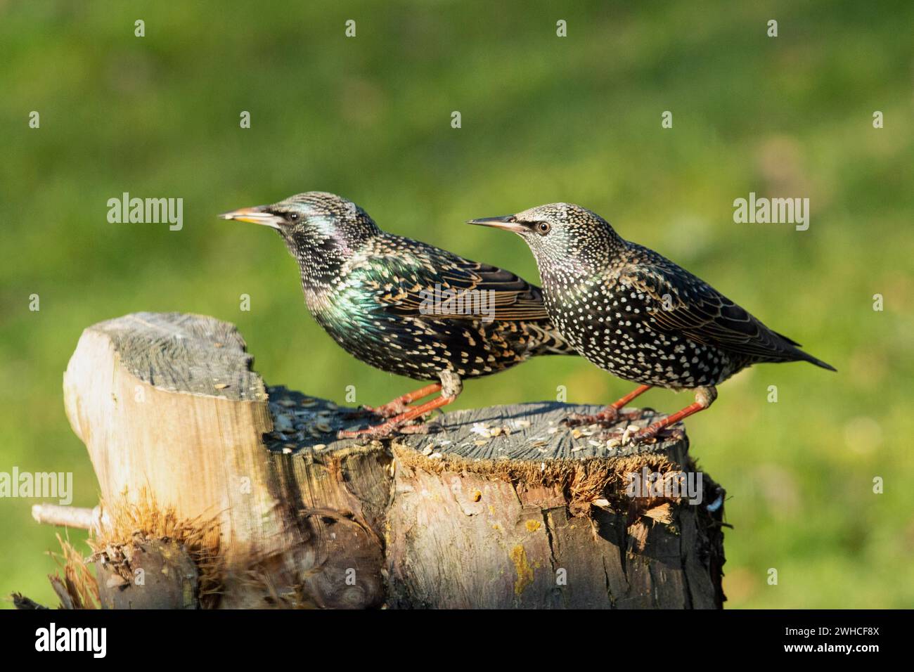 Starling two birds standing on tree trunk next to each other on the ...