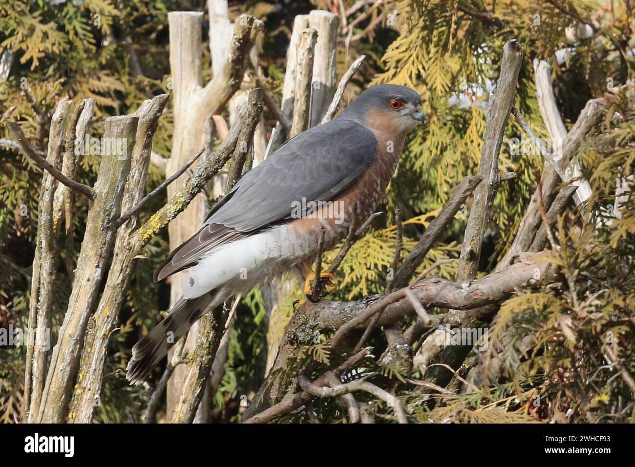 Male sparrowhawk sitting in garden hedge looking right Stock Photo - Alamy