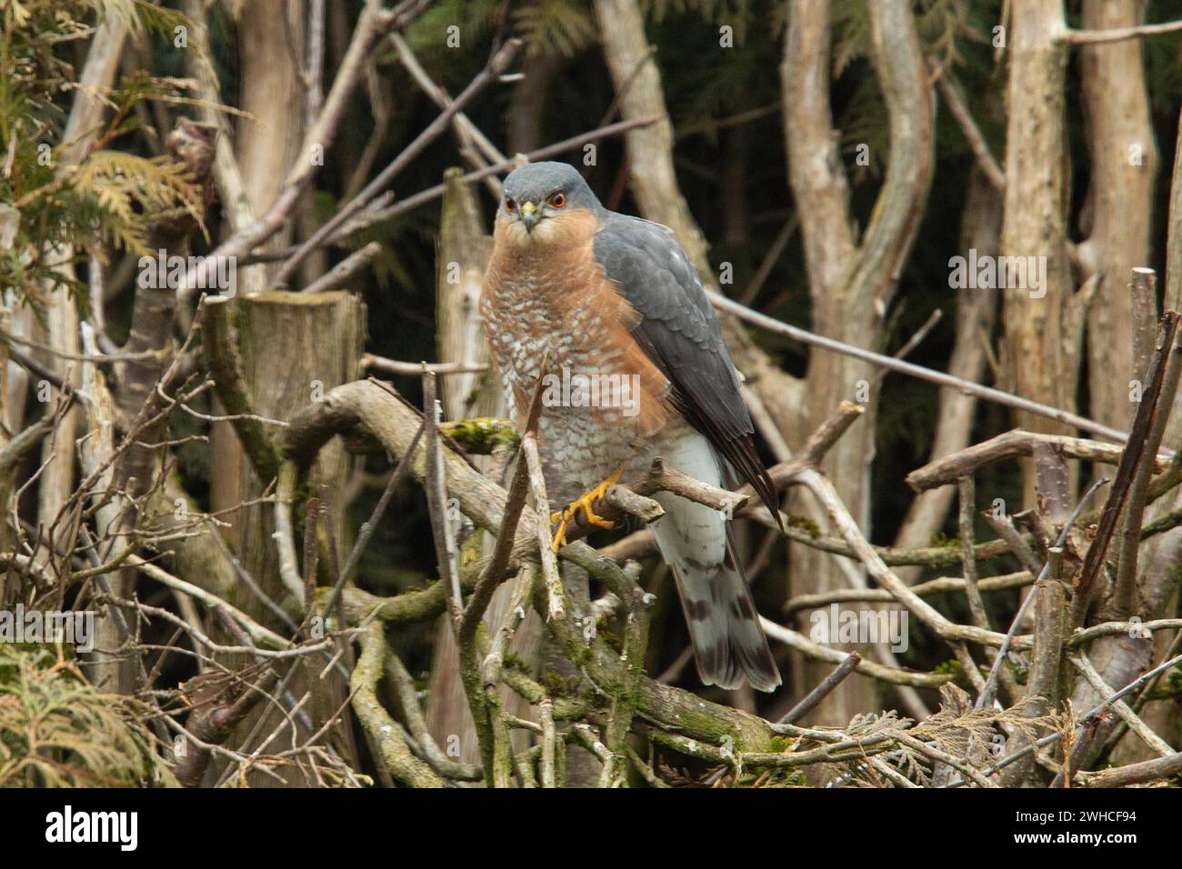 Sparrowhawk male sitting in garden hedge looking from the front Stock ...