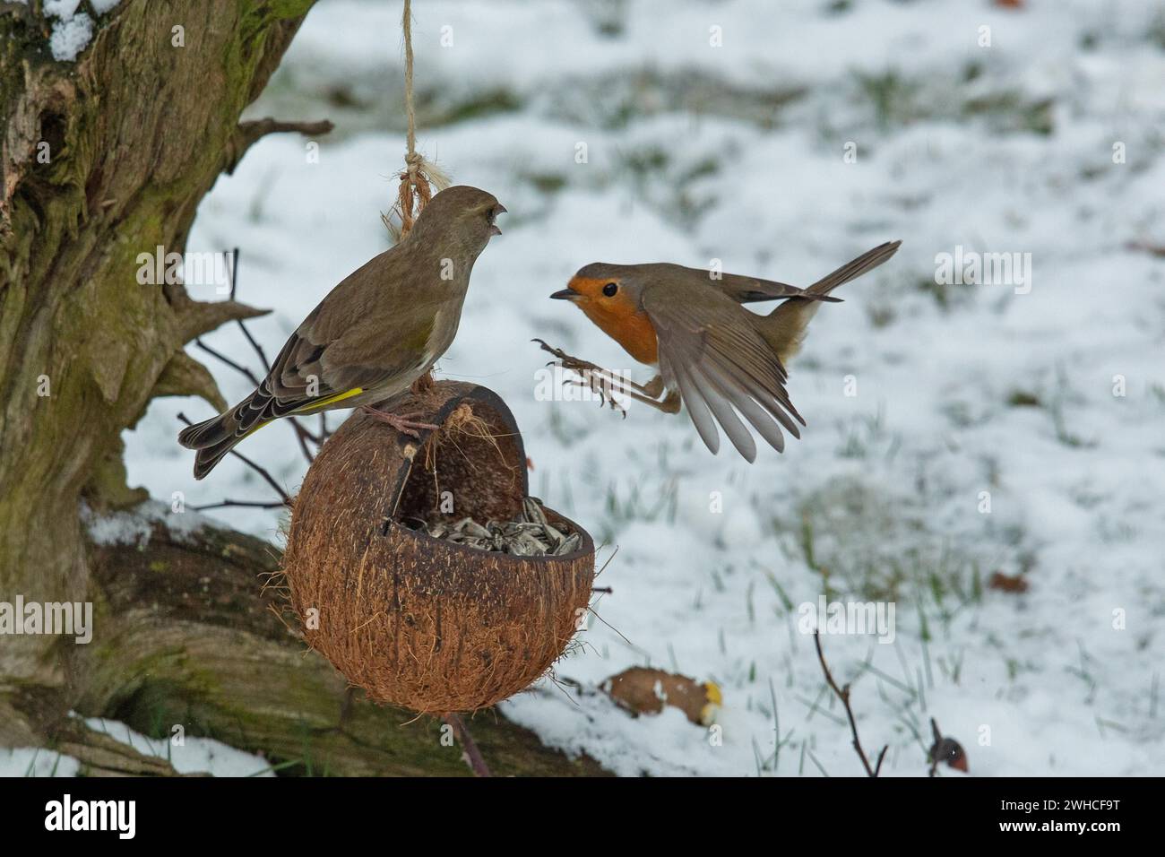 Robin with open wings flying left looking and greenfinch sitting on ...